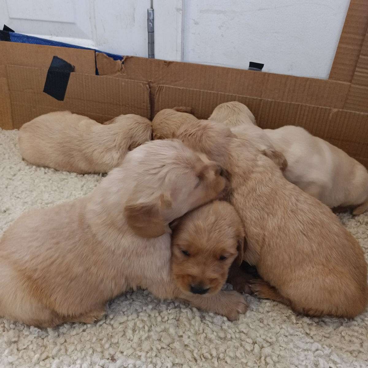 Beautiful AKC Golden Retriever Puppy