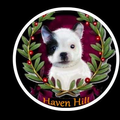 Boshi or Bullshitz Puppy Pug, Boston, Shih Tzu