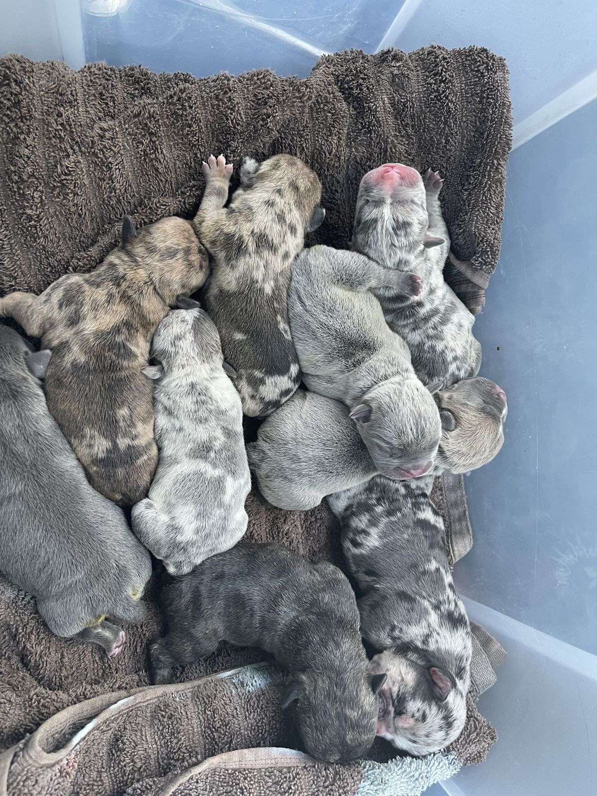 Exotic Merle Bullies