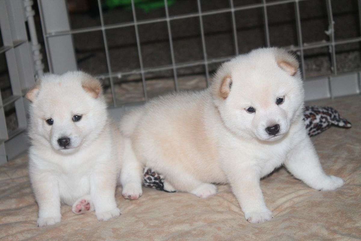 Shiba Inu AKC Registered