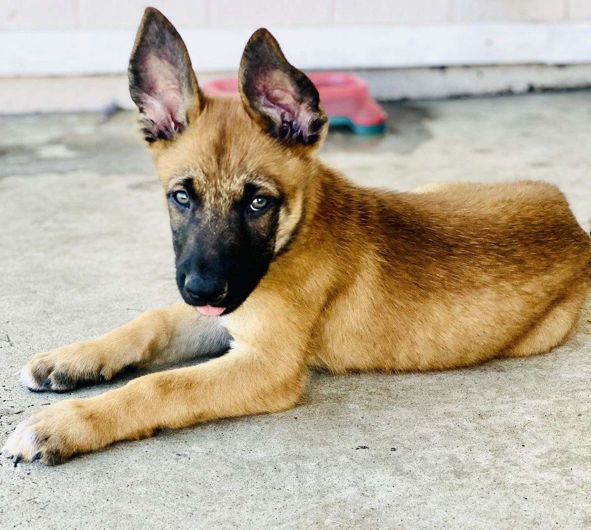 Belgian Malinois Male Puppy 9 Weeks Old