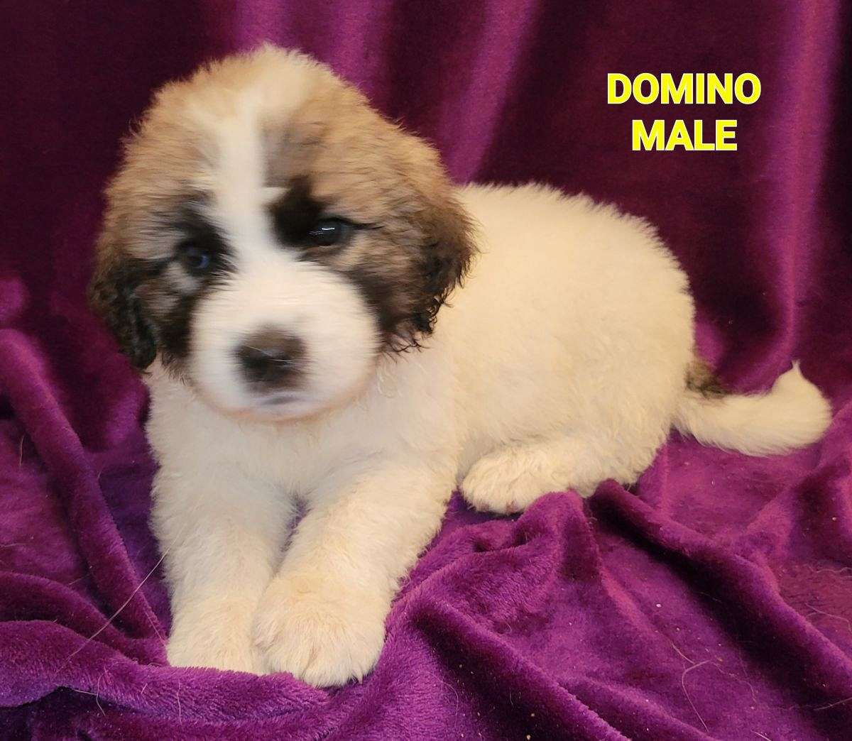 Saint Pyrenees puppies