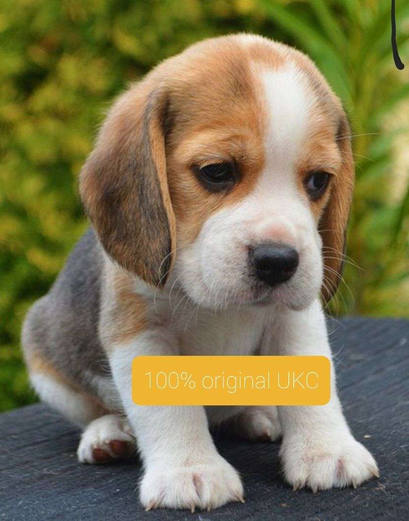 Beagle Puppies