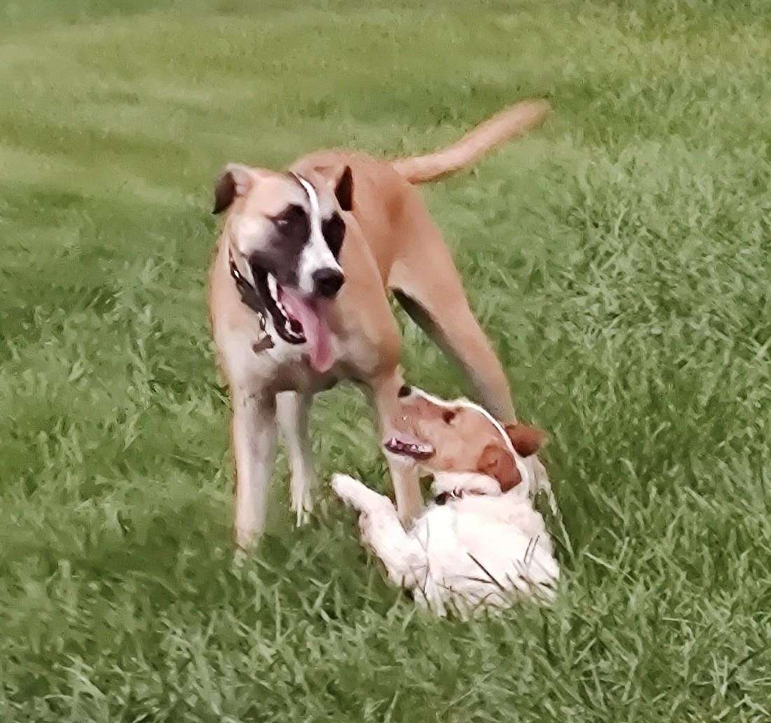 Black Mouth Cur Mix Needs a New Home