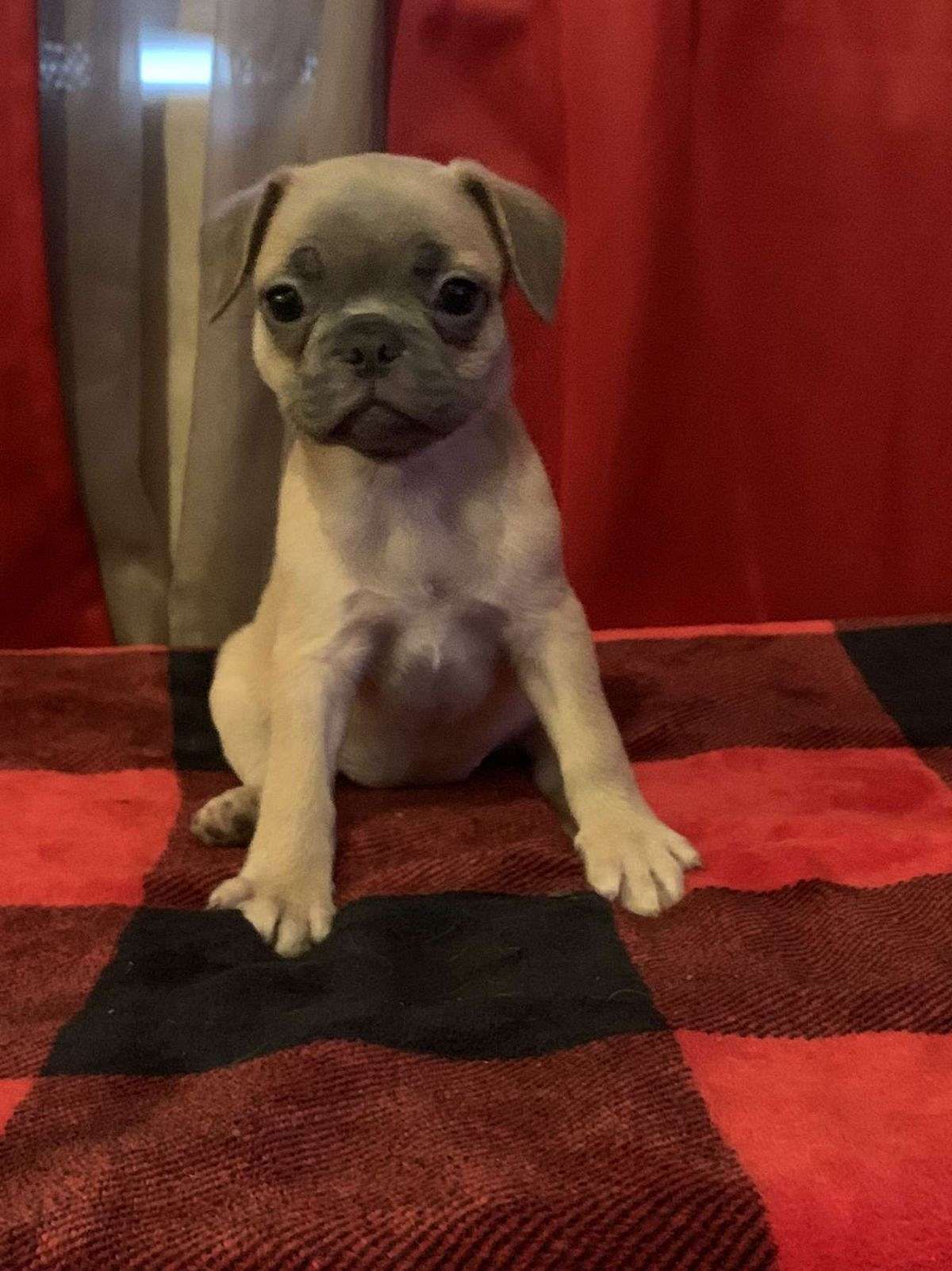 Beautiful girl Frenchie