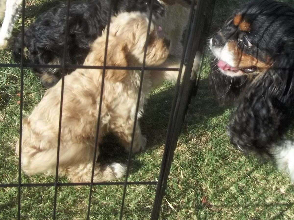 Cavapoo puppies