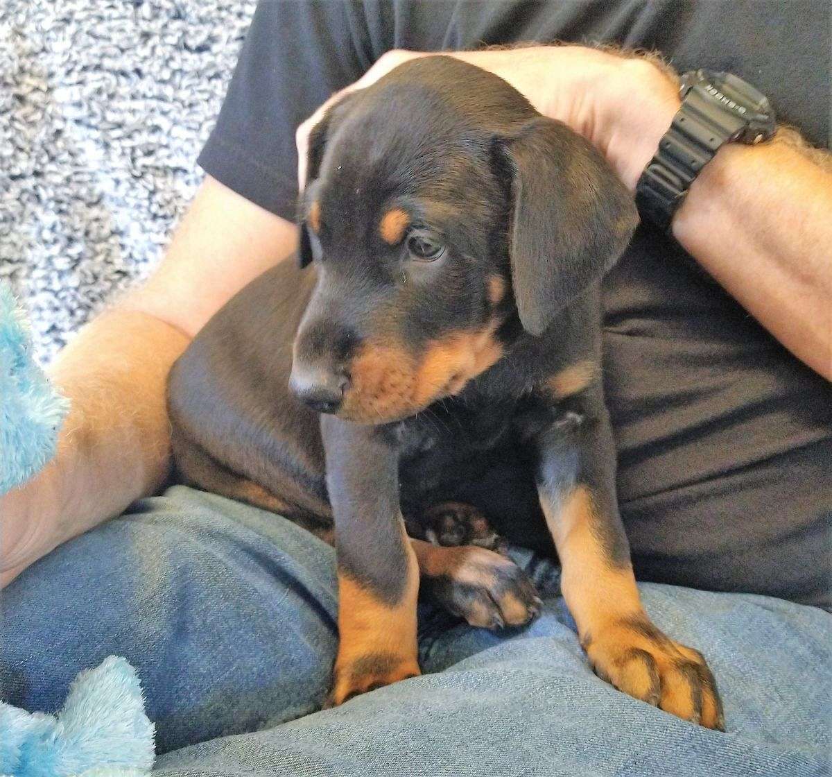 Female Doberman Puppies