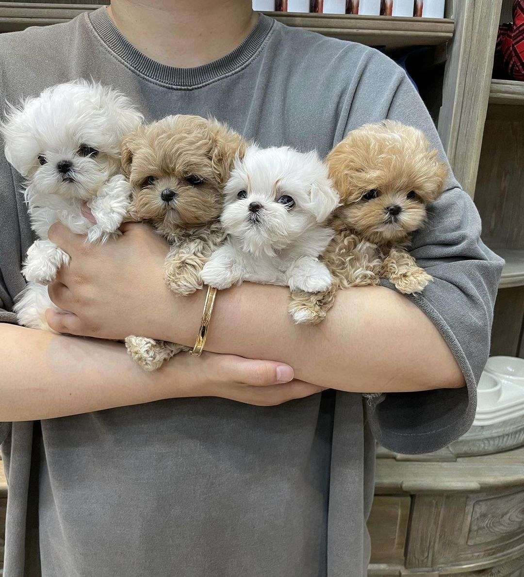 Miniature Maltipoo Puppies Available