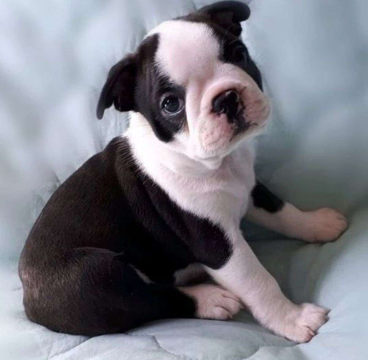Purebred Boston Terrier Puppies Available for Adoption