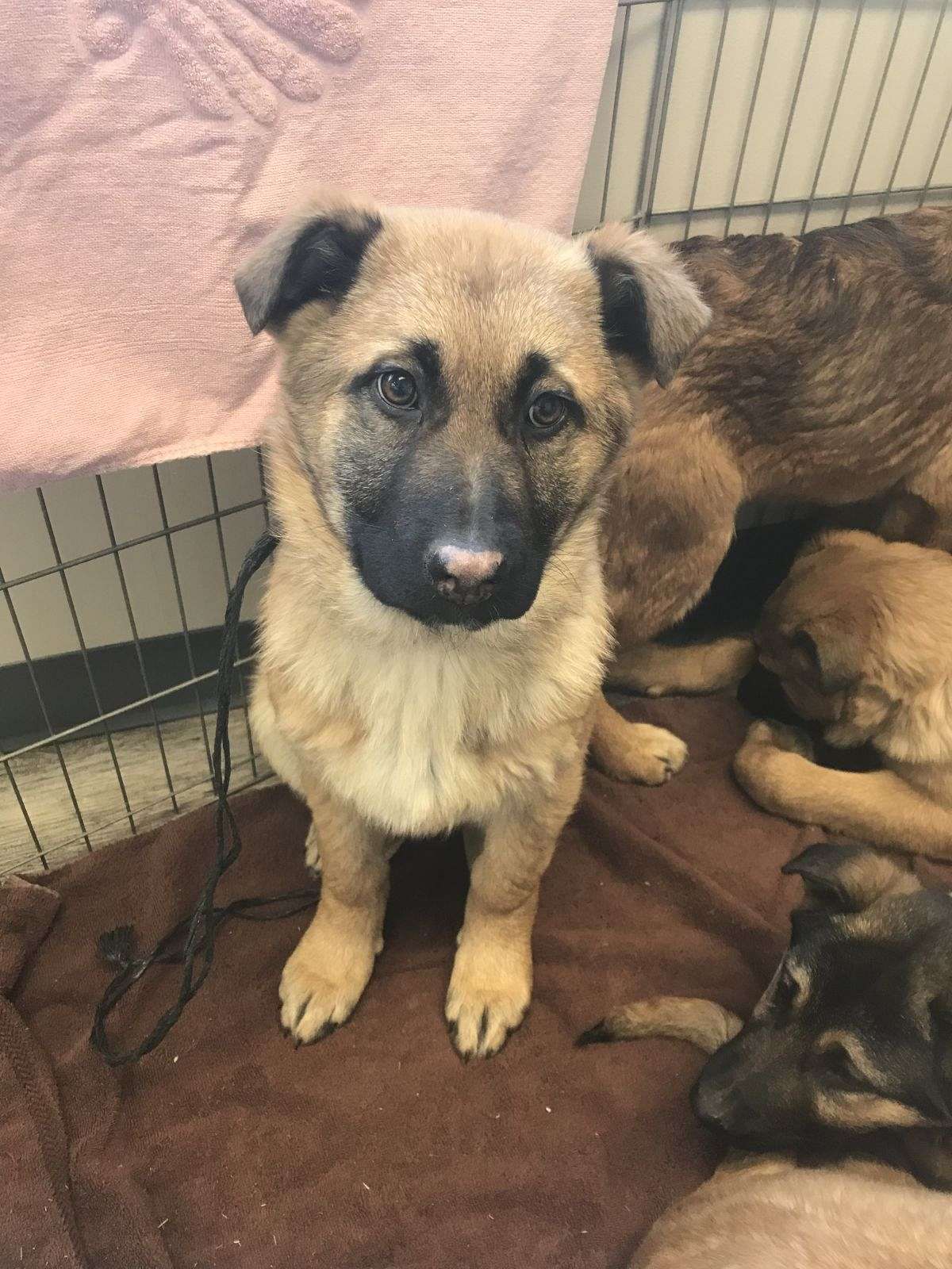 German Shepard Crosses