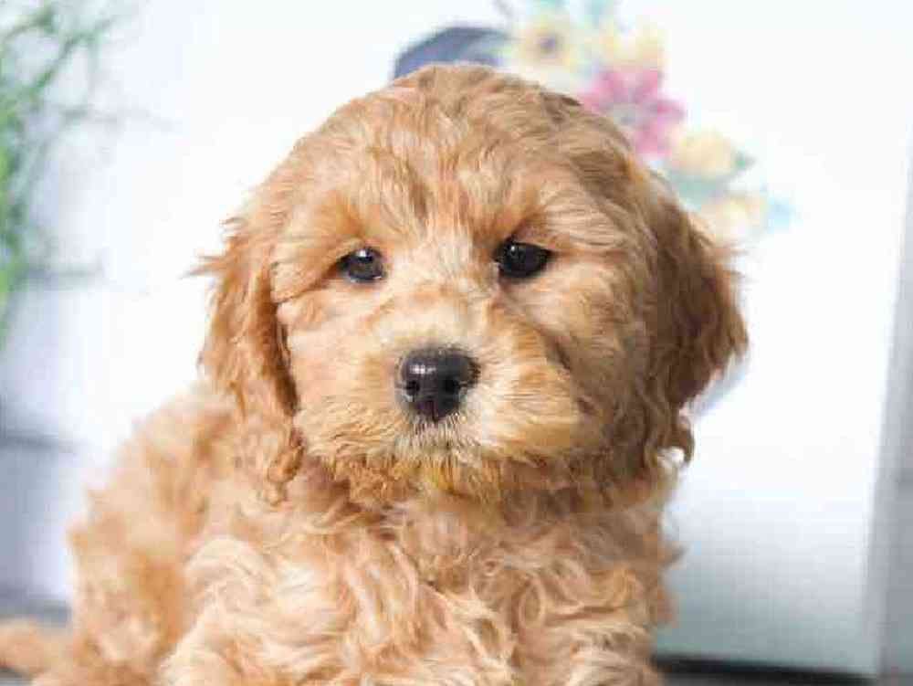 Aliyah, Cavapoo