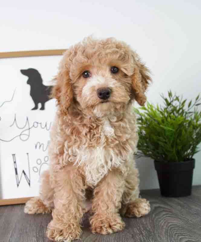 Muffin Female Toy poodle