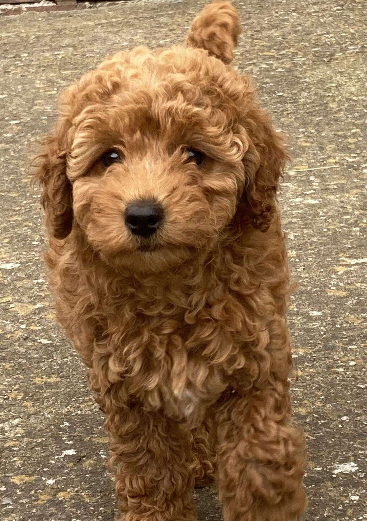 Gorgeous KC Miniature Poodles