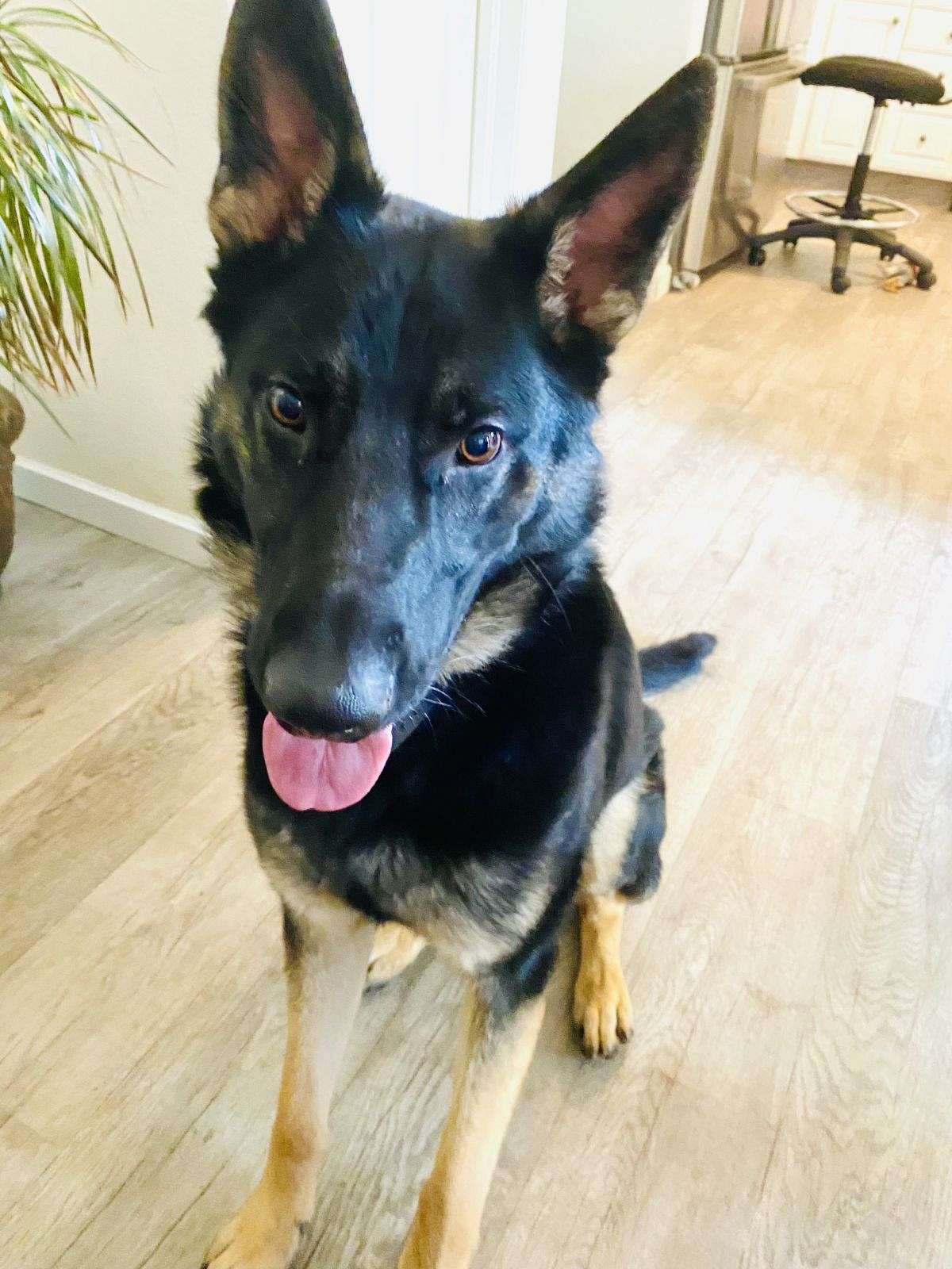 German Shepherd for sale