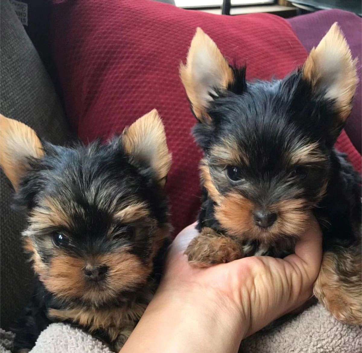 Male and female yorkie puppies available for Adoption