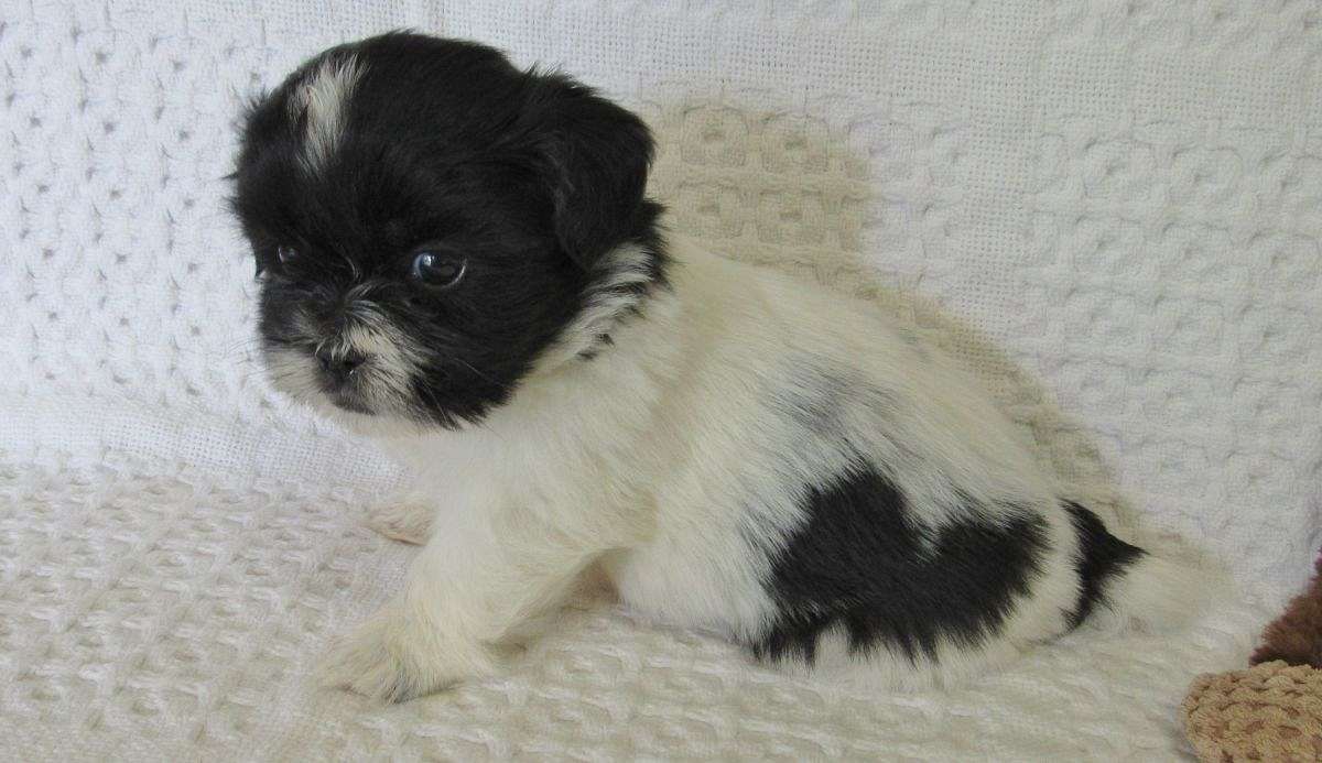 Male Shih Tzu Pup - Black/White - CKC Reg - Ready: 5 July 2023