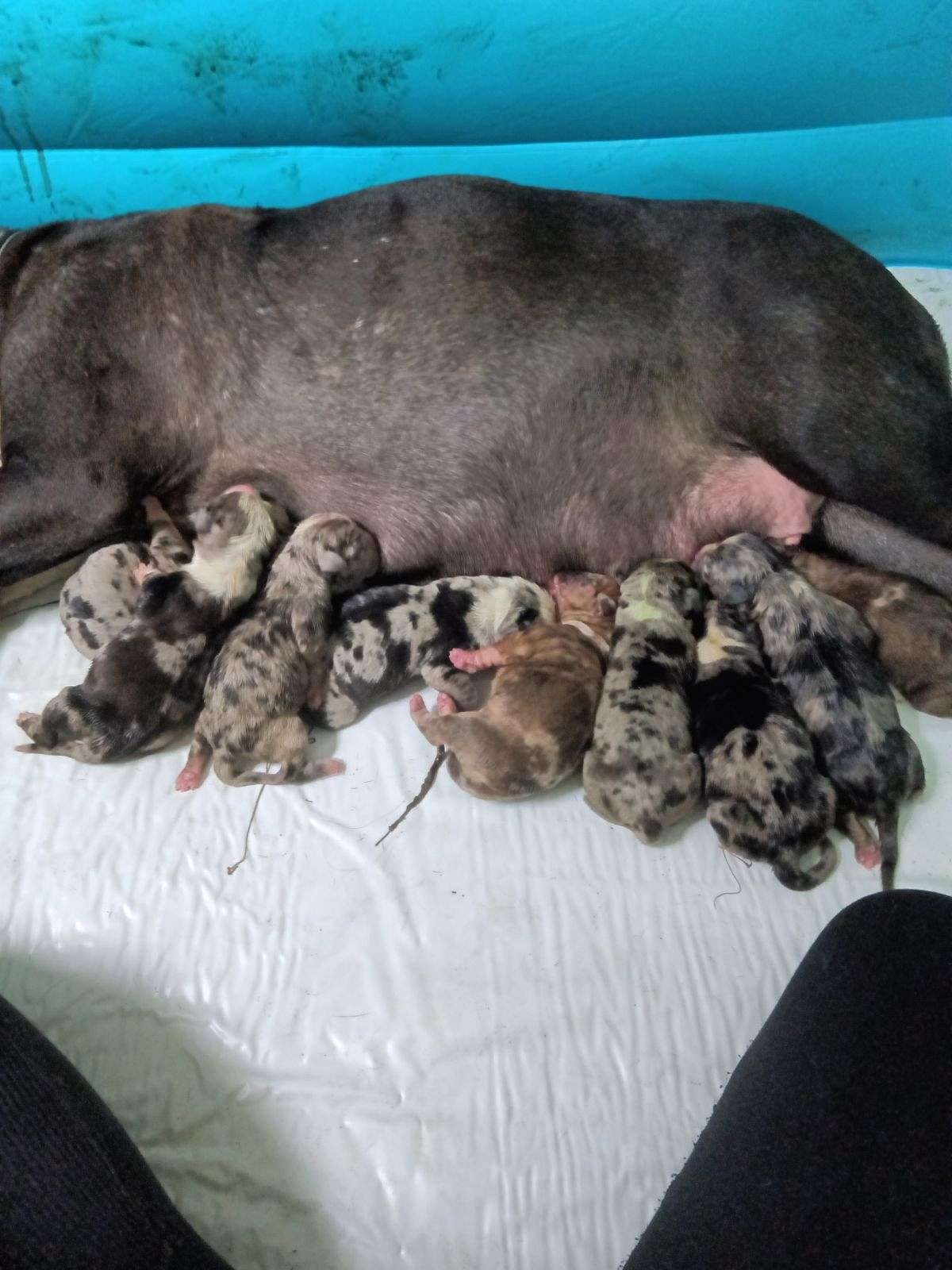 Beautiful Merle American Bully Puppies Need Forever Homes!