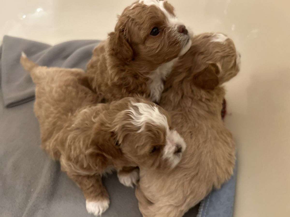 Shih poo puppies ready to go to new home Aug 1