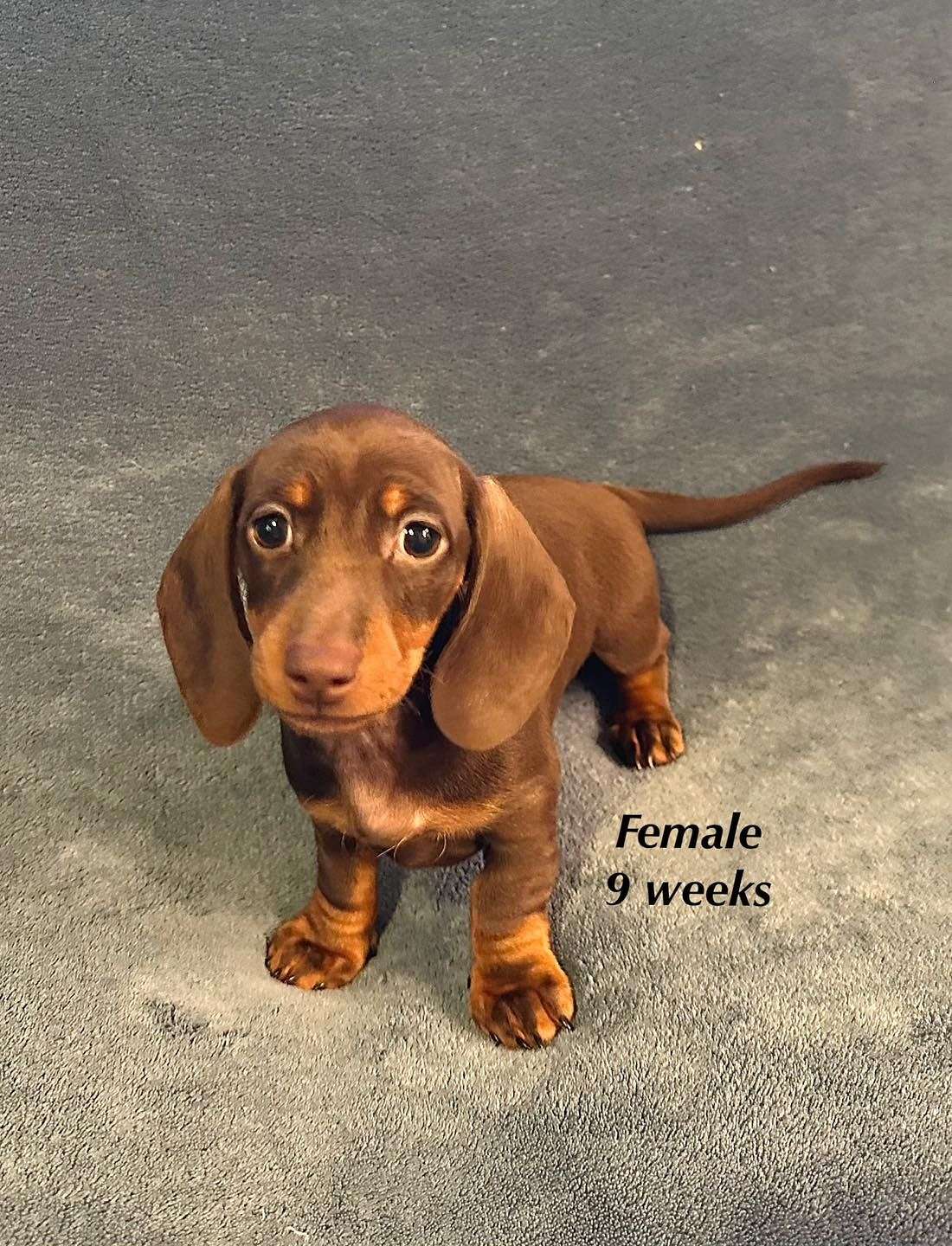 AKC Miniature Dachshund Pup - Ready for her new home!