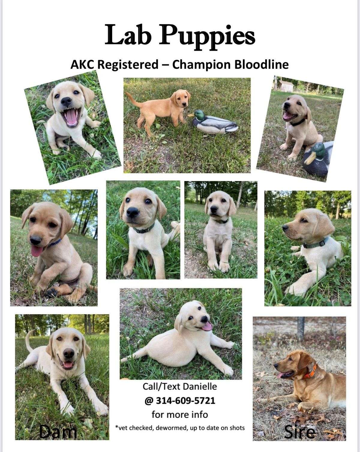 These sweet babies are ready for their forever homes!