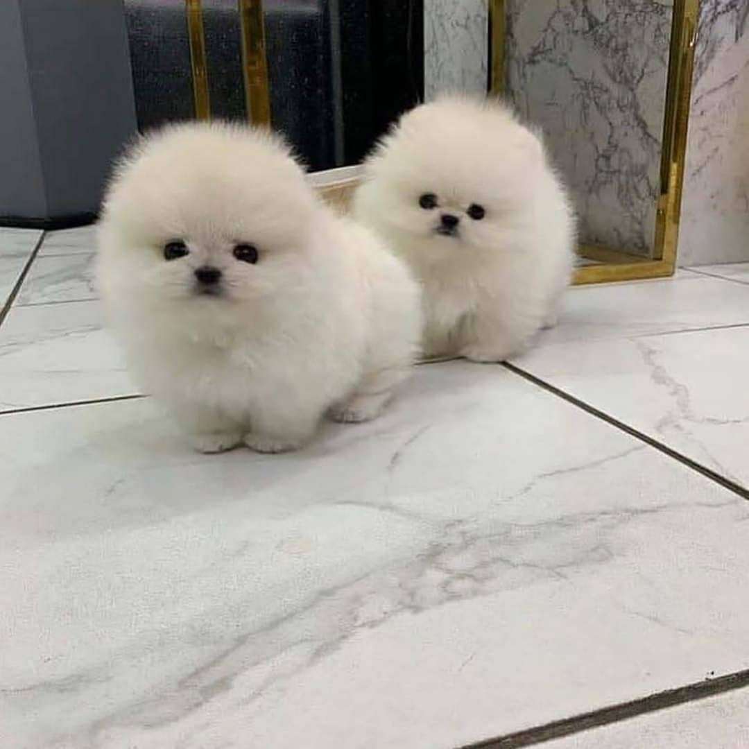 Teacup Pomeranian puppy for adoption