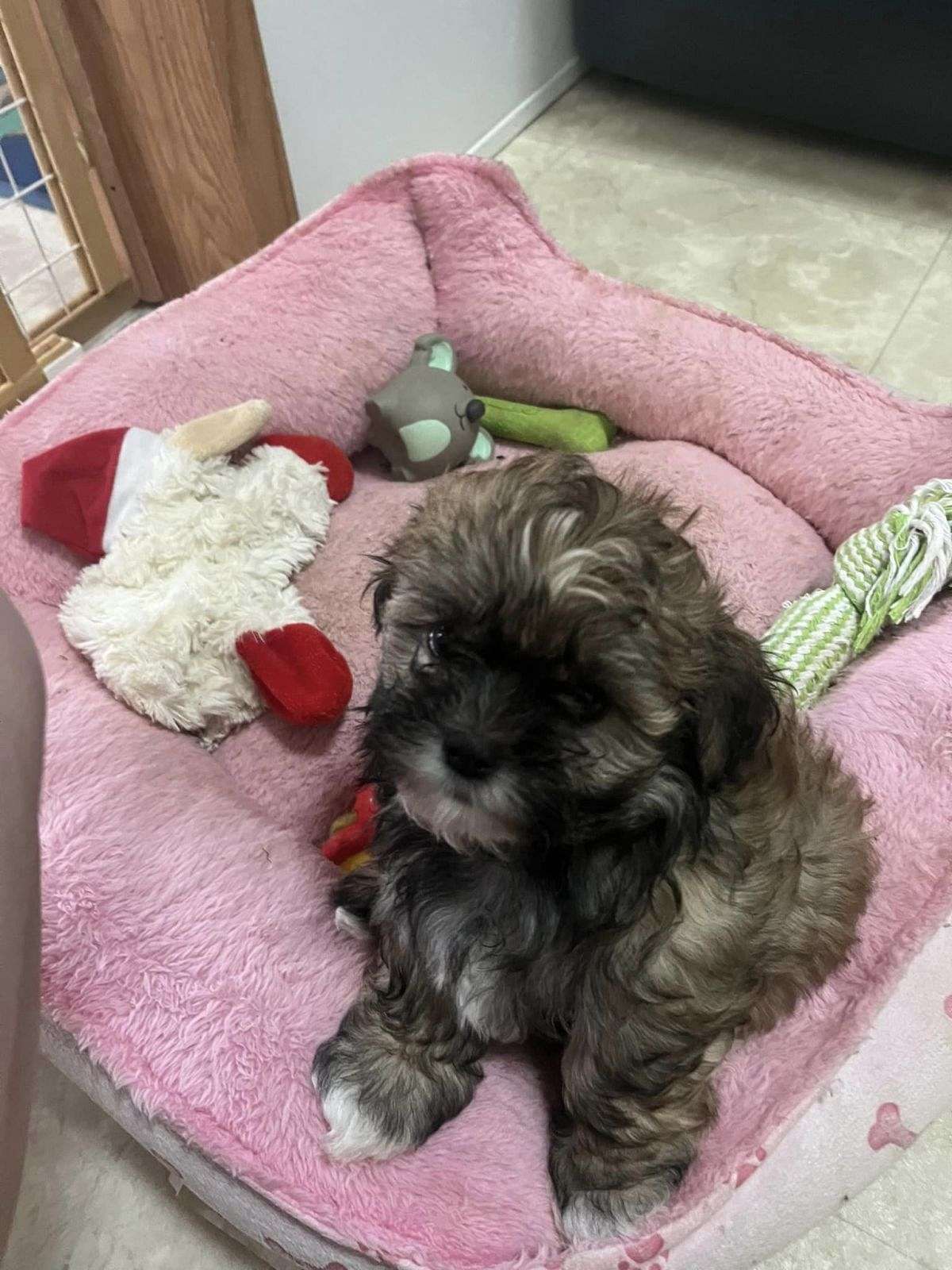 Pup for adoption