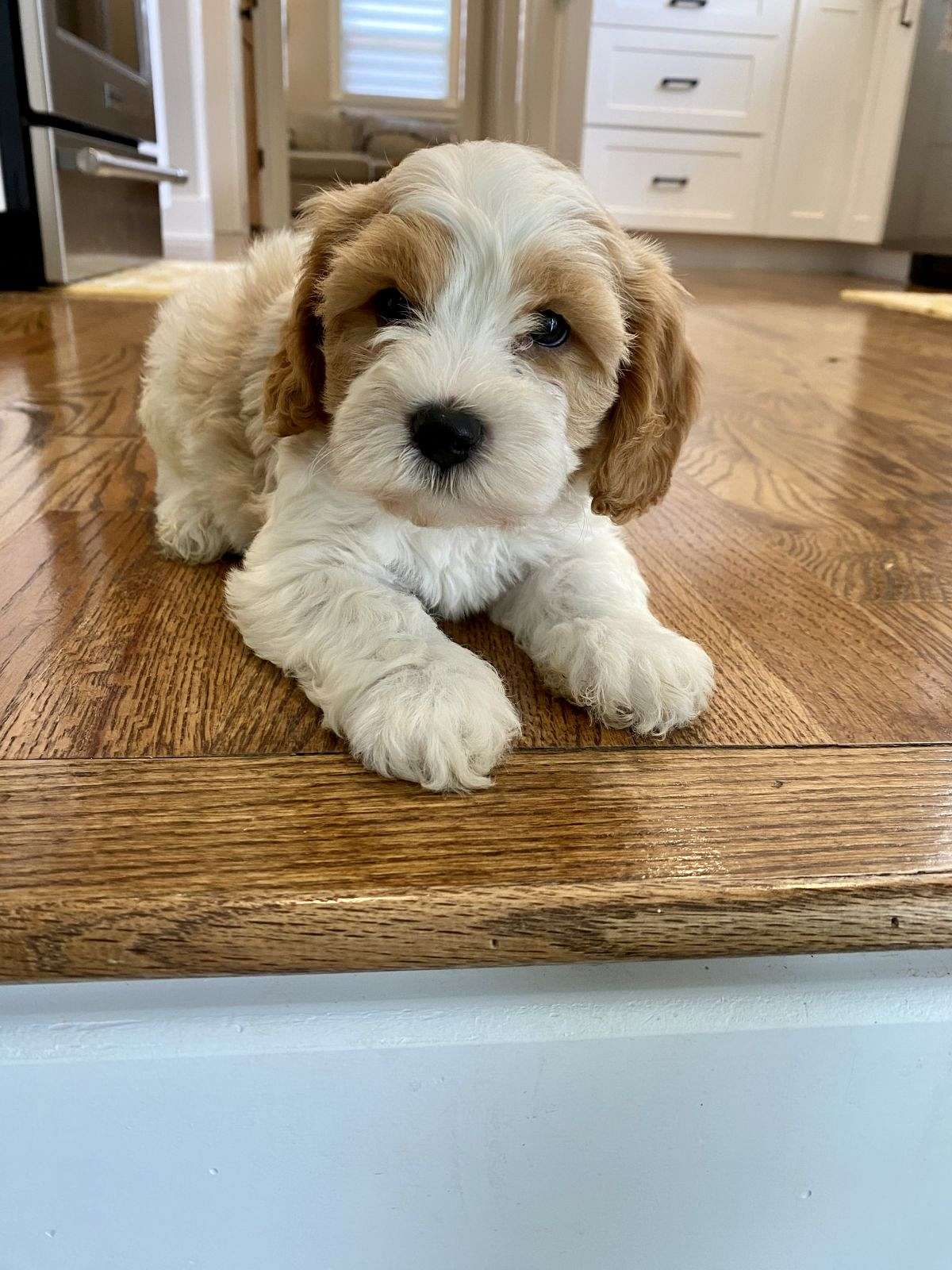 Cavapoo puppy