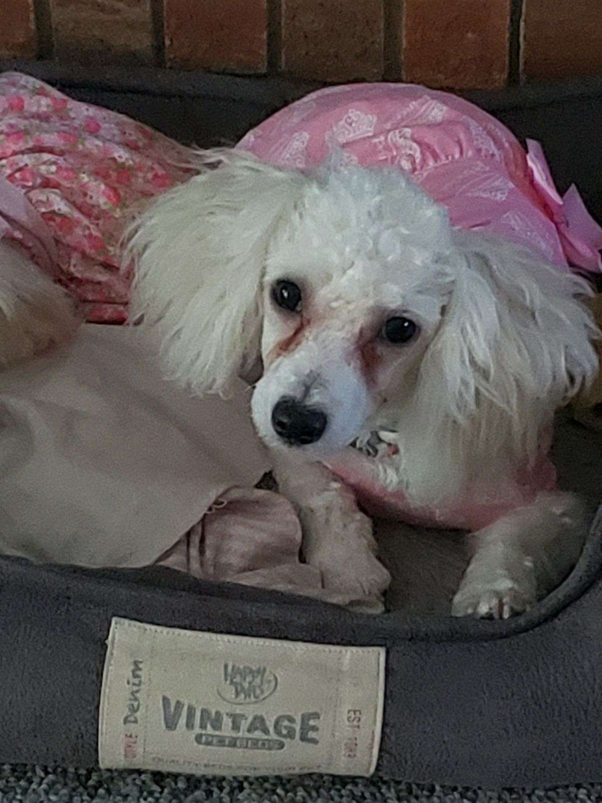 Female Toy Poodle For Sale