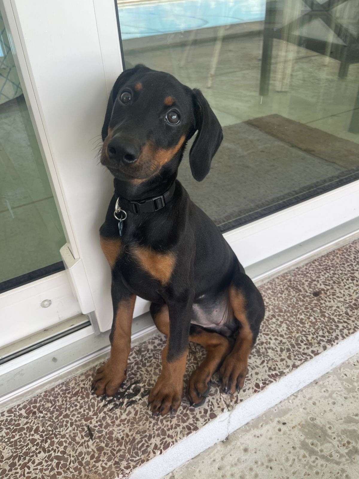 Sweet Doberman Puppy Seeks a New Home