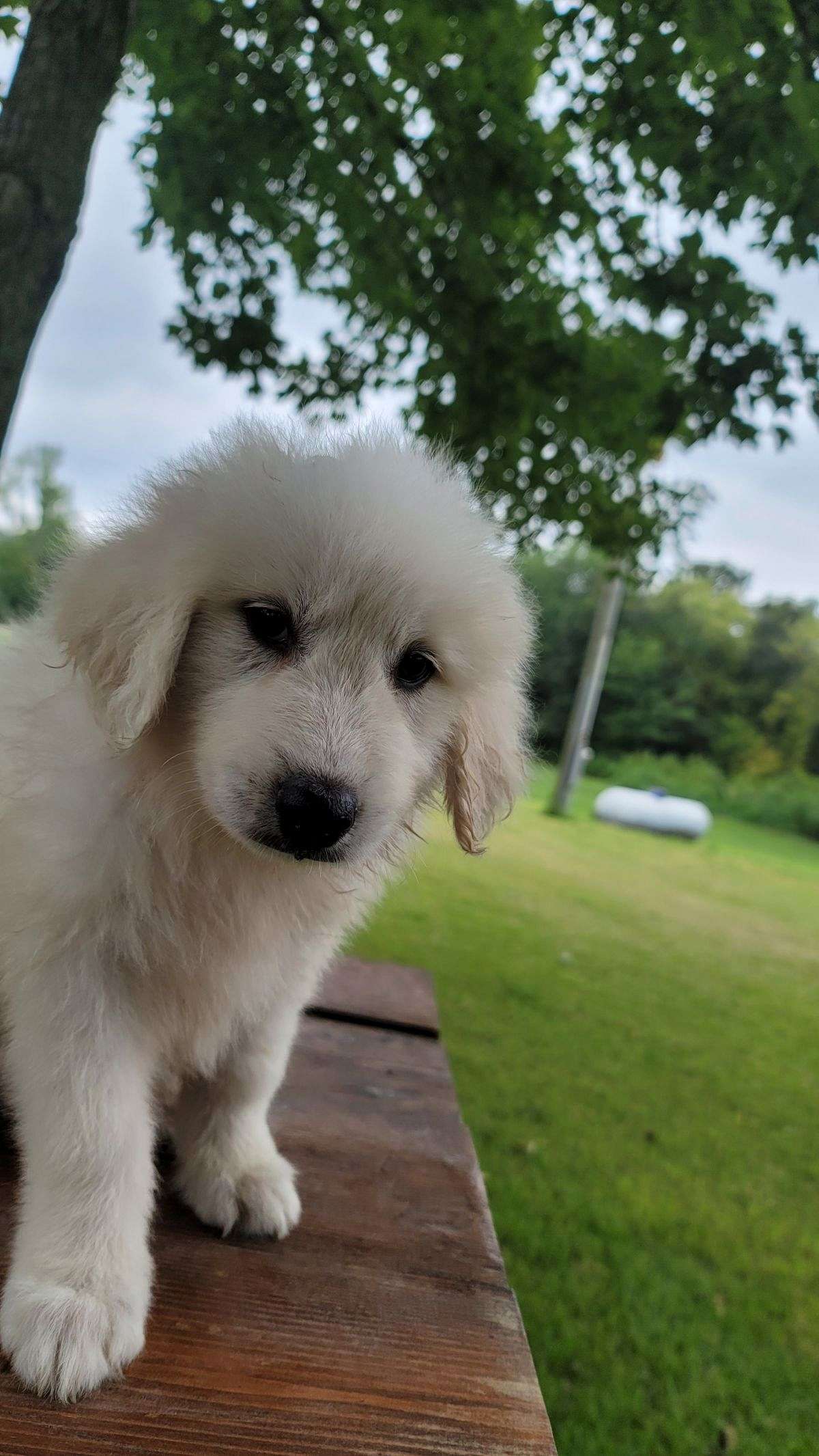 Great Pyrenees Puppies females and males