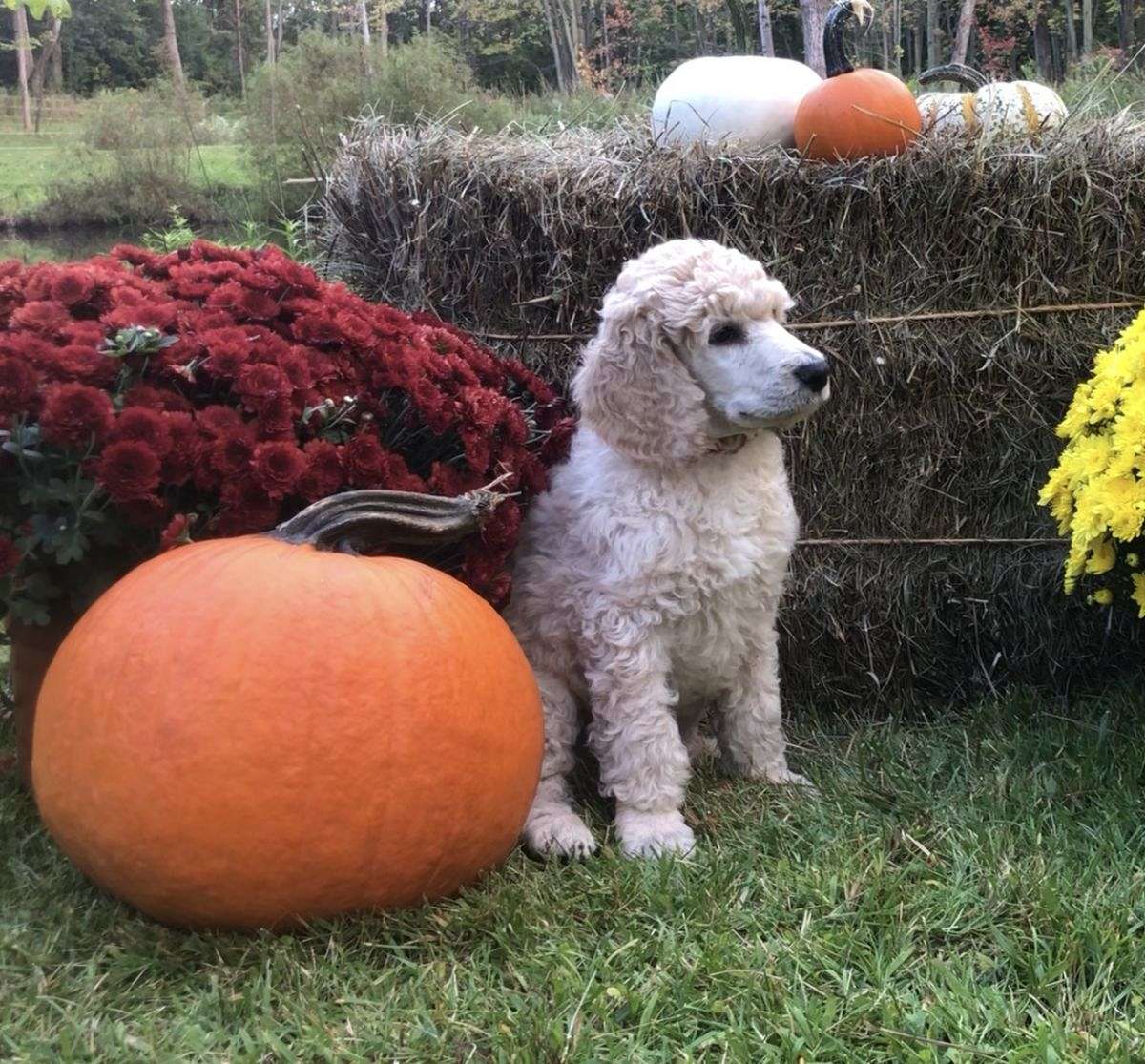 AKC Standard Poodles