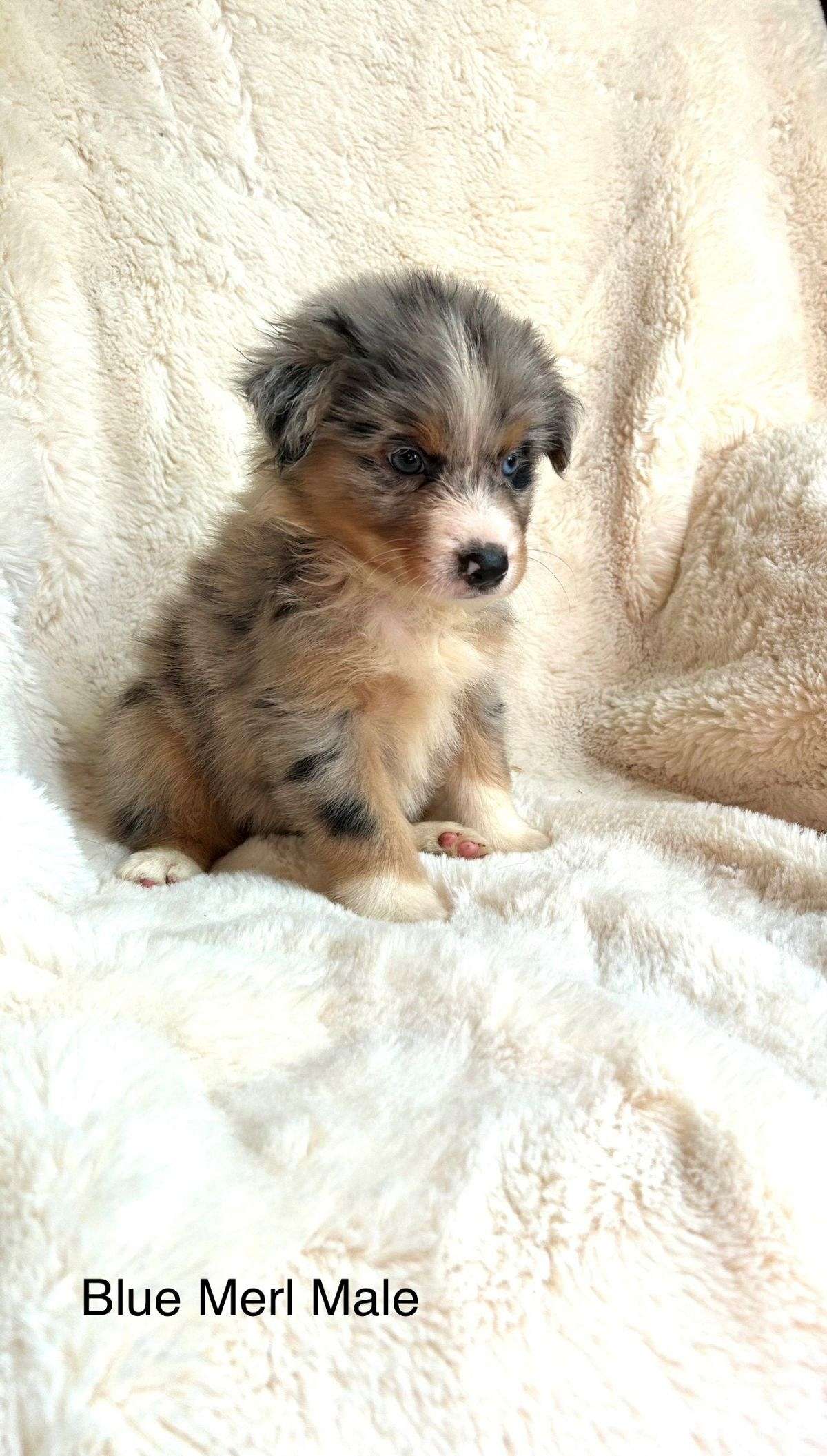 Australian Shepherd Puppies - All Colors