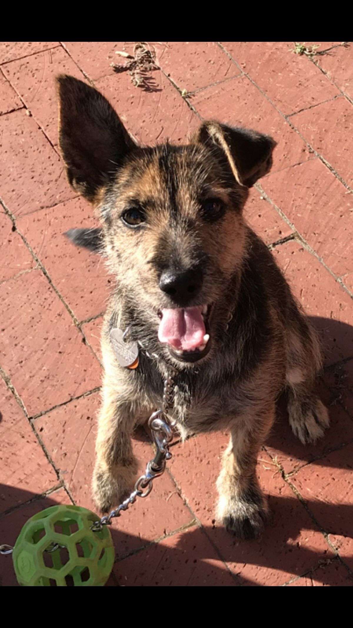 Fun-Loving and Clownish Sweetheart in Mammoth Spring, AR