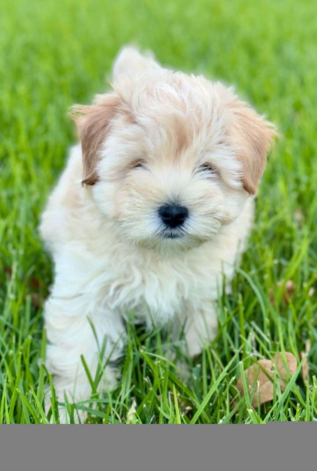 Wheaten Male Miniature Schnauzer