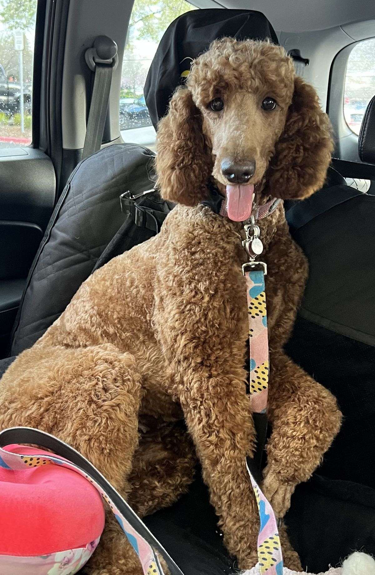 Red Standard Poodle