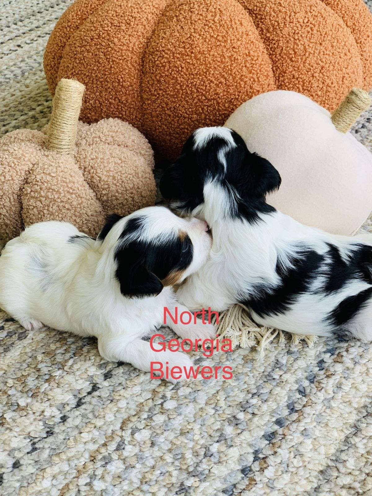 AKC Biewer Terriers