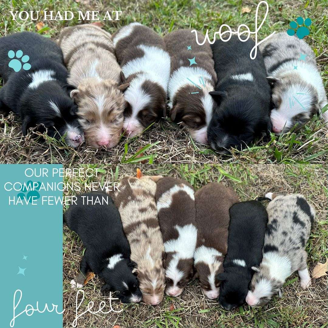 Standard Australian Shepherd