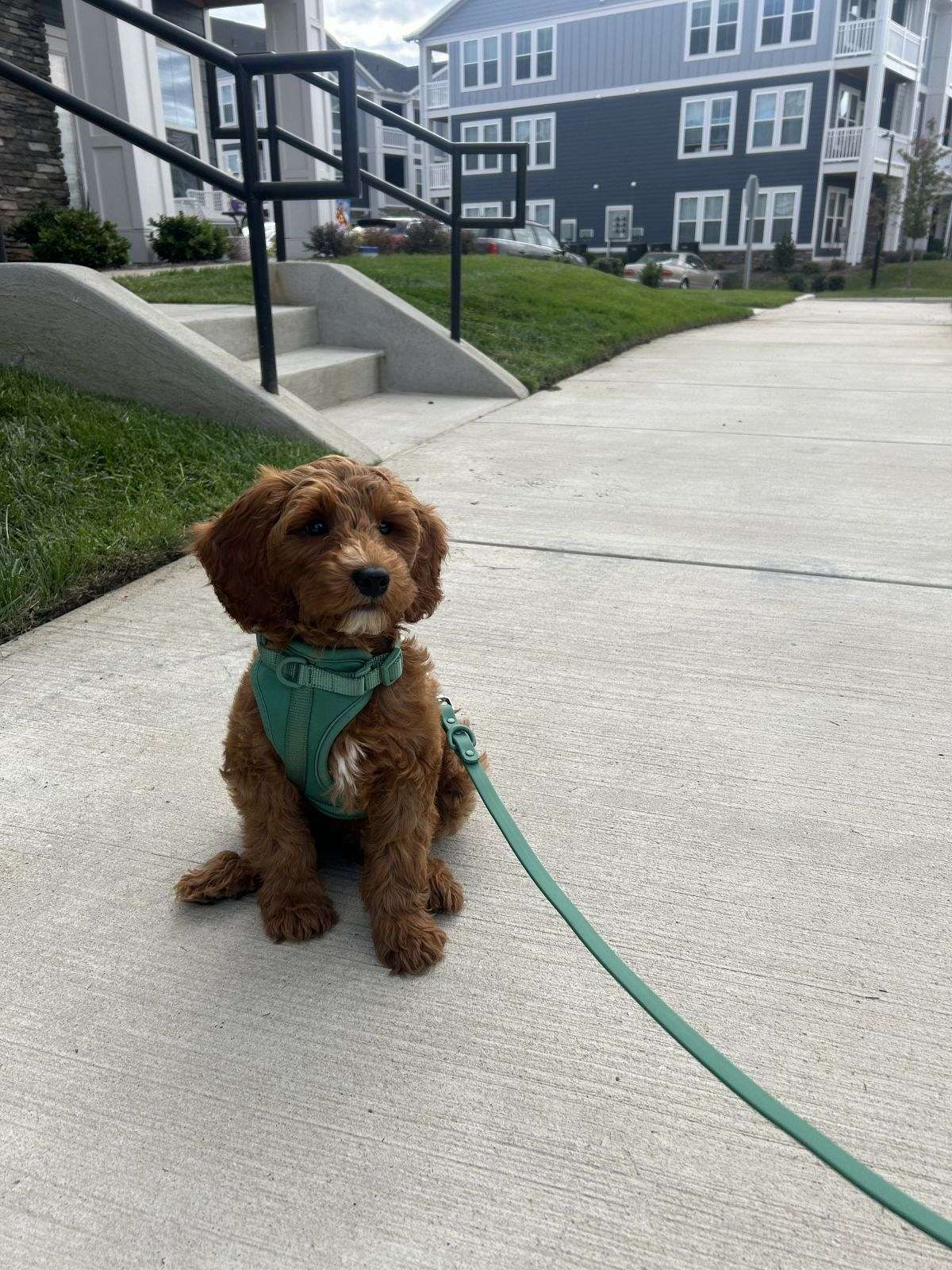 Mini goldendoodle puppy, the most perfect boy
