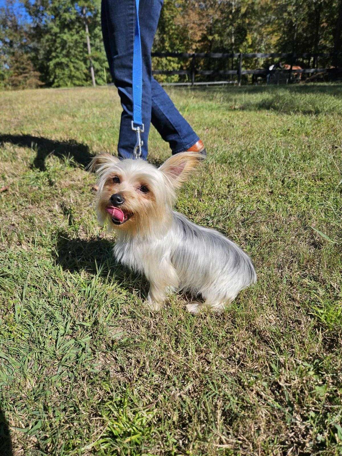 Xzavier Male Yorkshire terrier