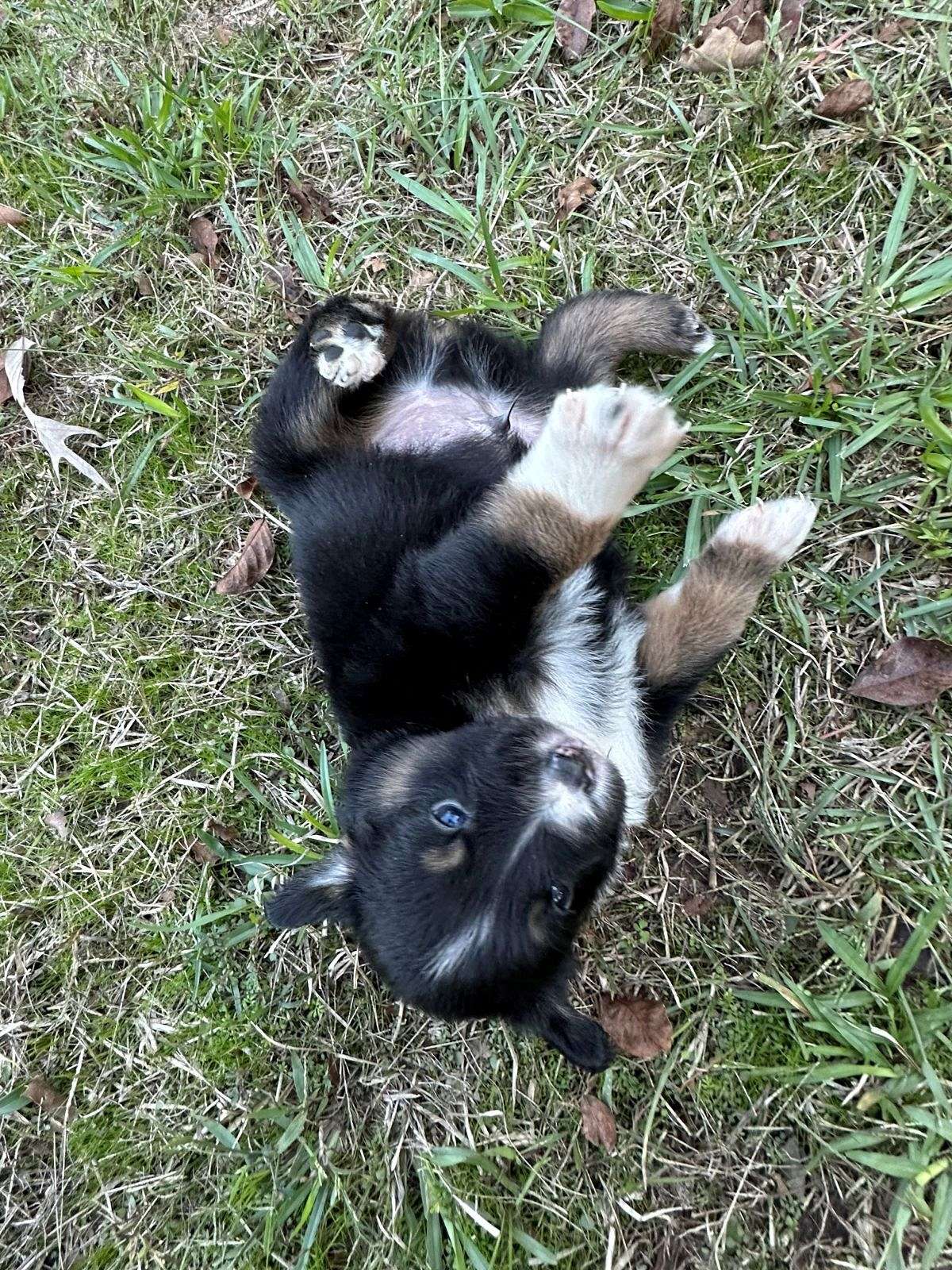 Standard Australian Shepherd Black Tri Male