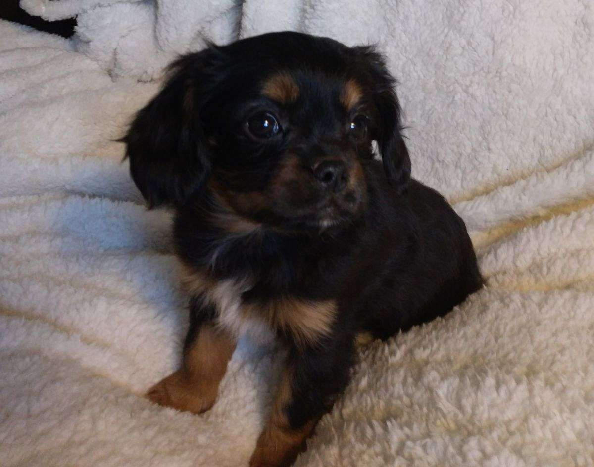 Female cavalier king Charlies spaniel