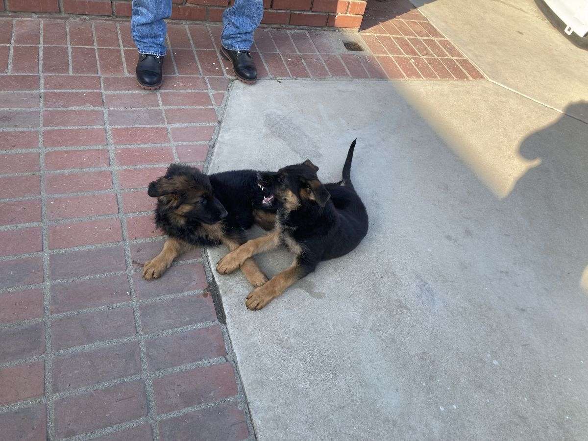 Red & Black GS Puppies 4 Sale
