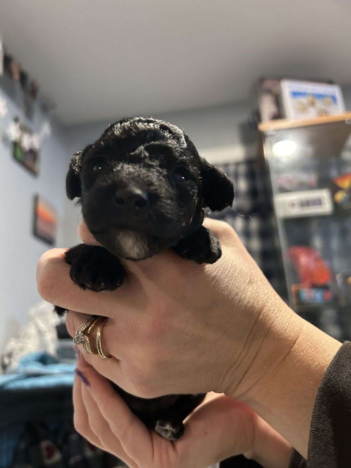 Family raised mini poodles