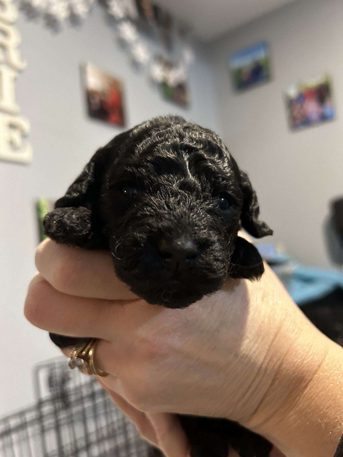 Family raised mini ooodles