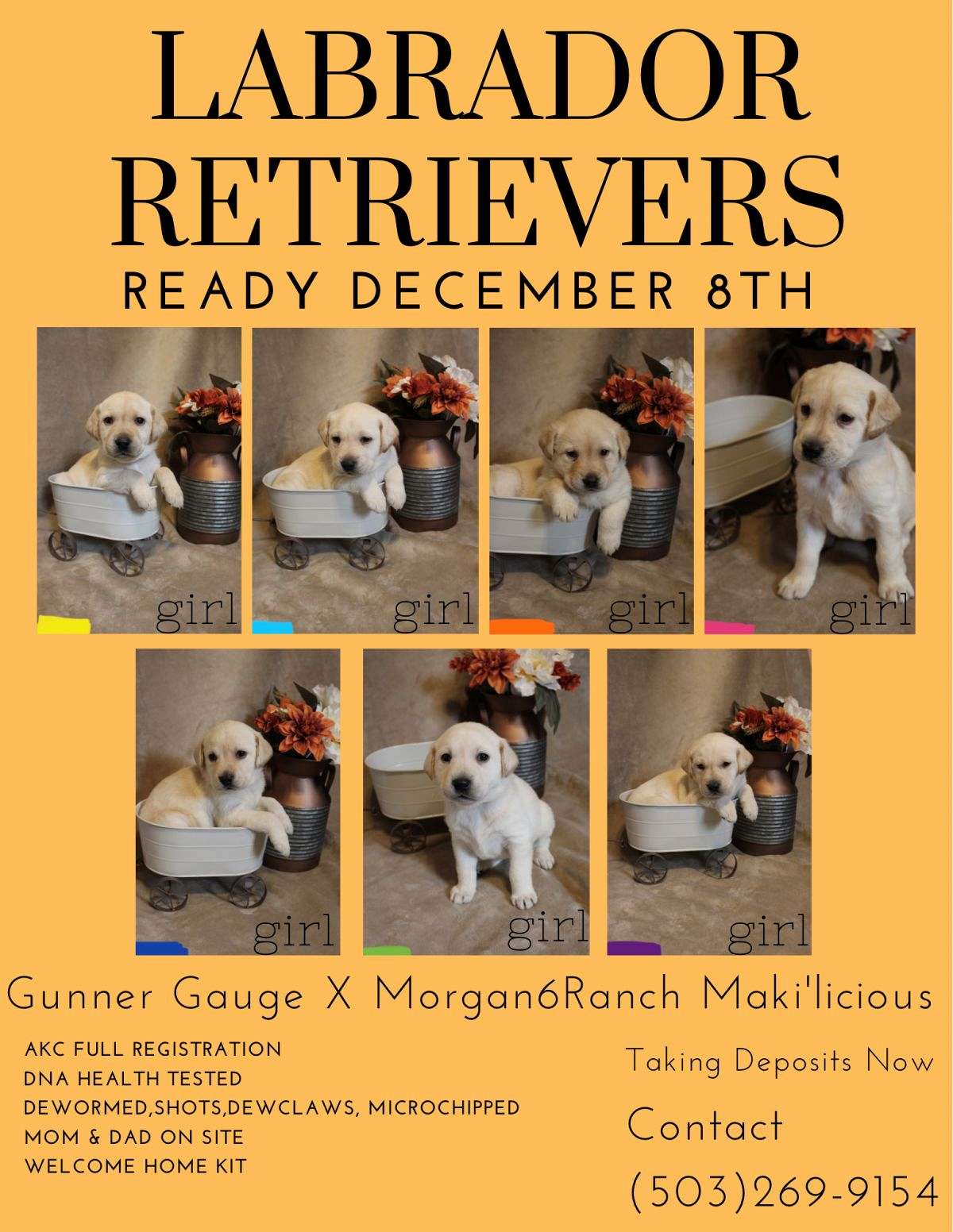 AKC Registered Yellow Labrador Retrievers