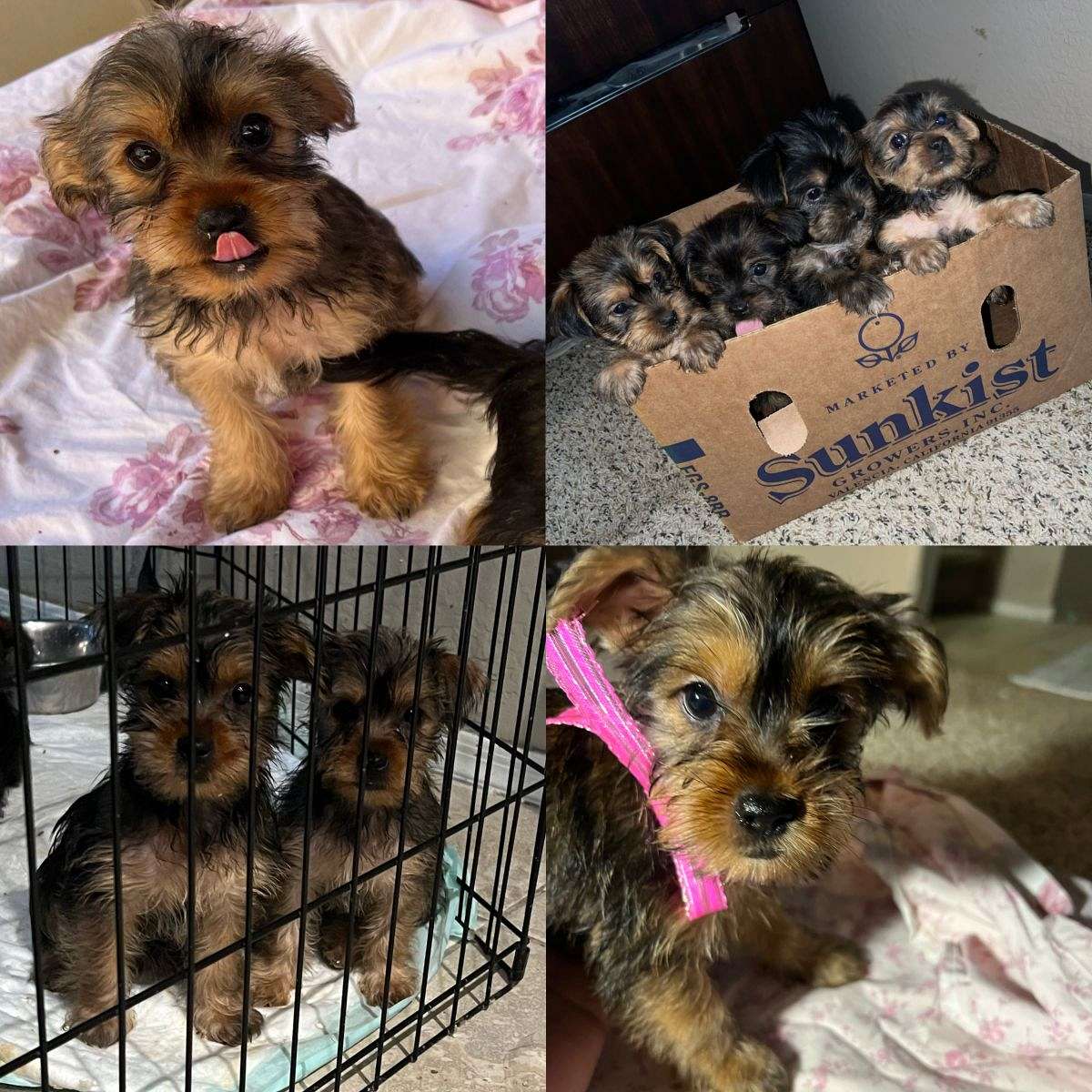 7 yorkie/silk terrier mix puppies available