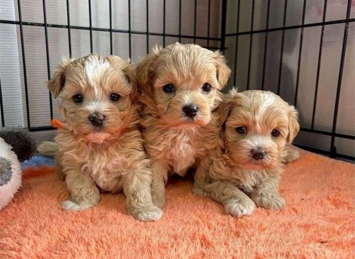 Healthy Maltipoo Puppies Looking for a Forever Home