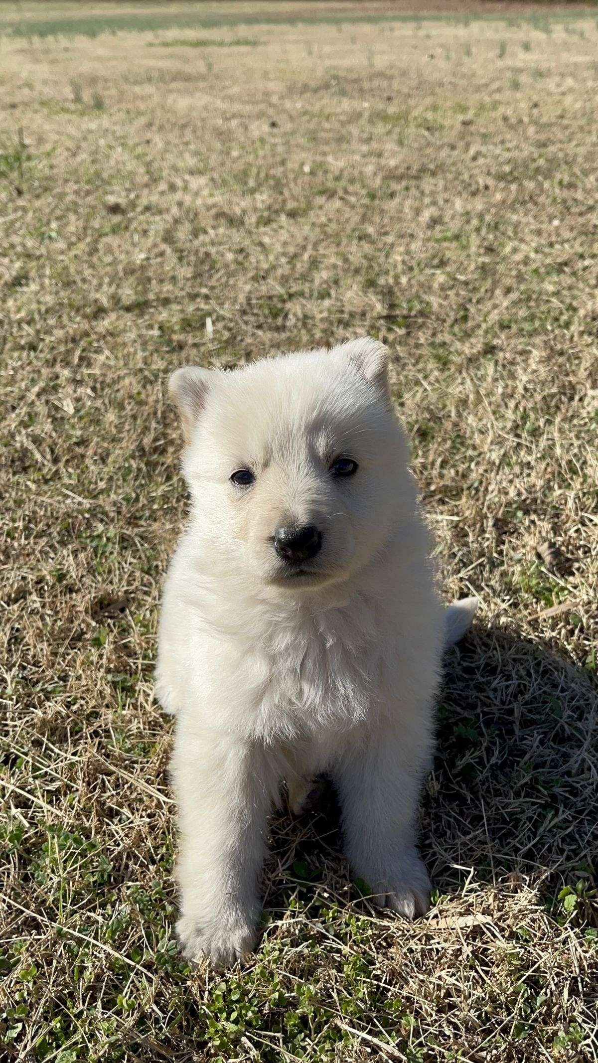 White German shepherd puppie