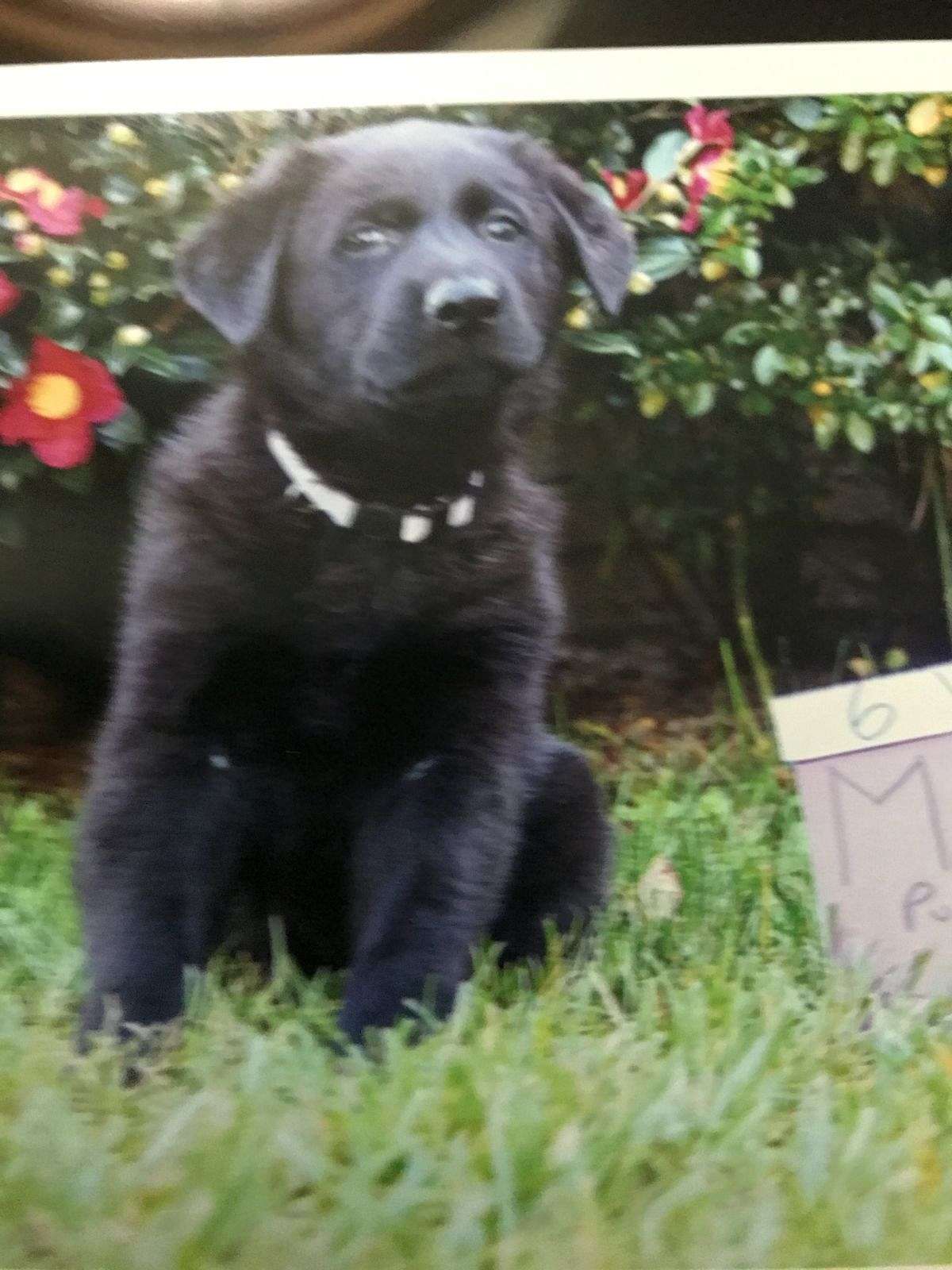 AKC Gsd Puppy 8 Weeks Old