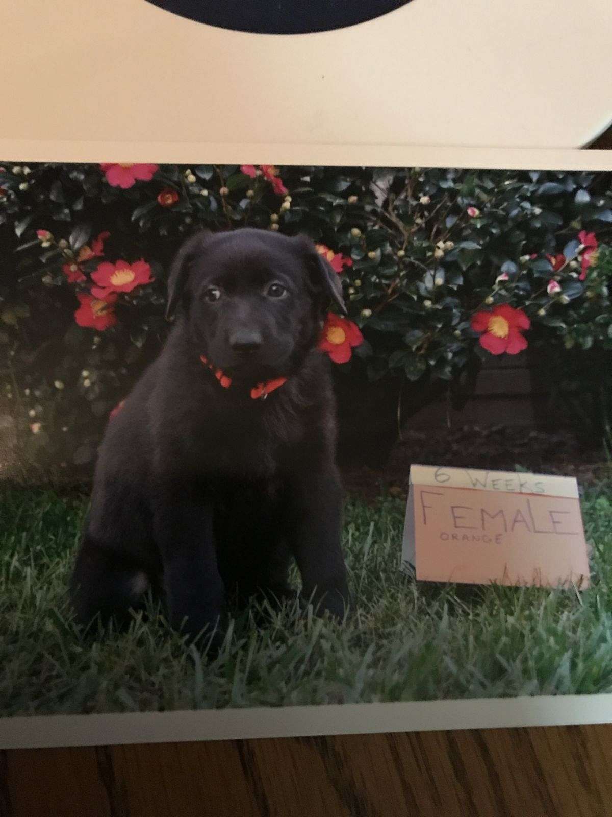 AKC Gsd Puppy 8 Weeks Old